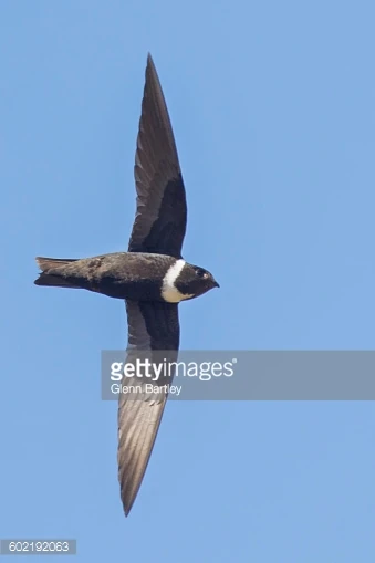 White-collared Swift | Animal Database | Fandom