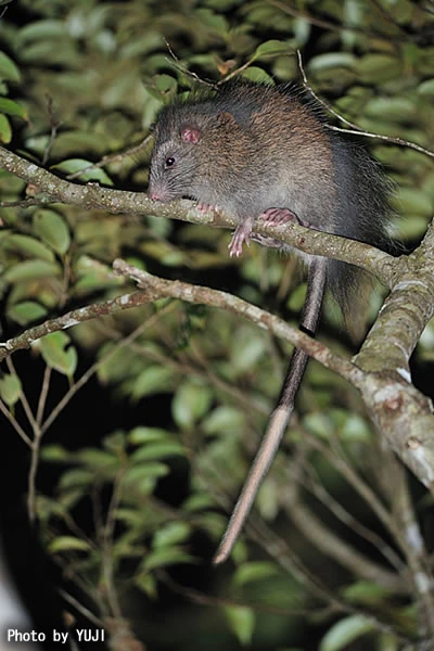 Long Tailed Rat