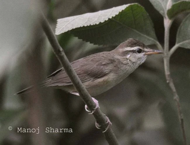 Category:Urosphena | Animal Database | Fandom