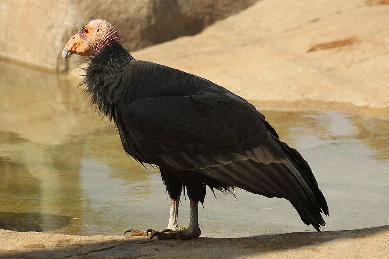 California Condor | Animal Database | Fandom
