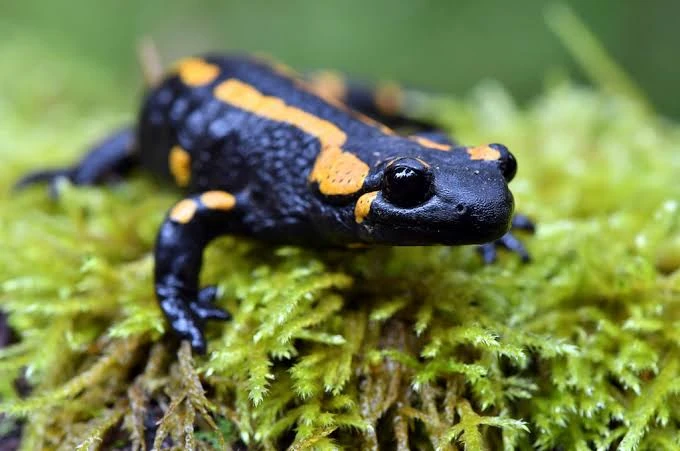 European Fire Salamander | Animal Database | Fandom