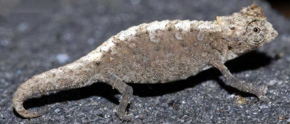 Brookesia confidens | Животные Вики | Fandom