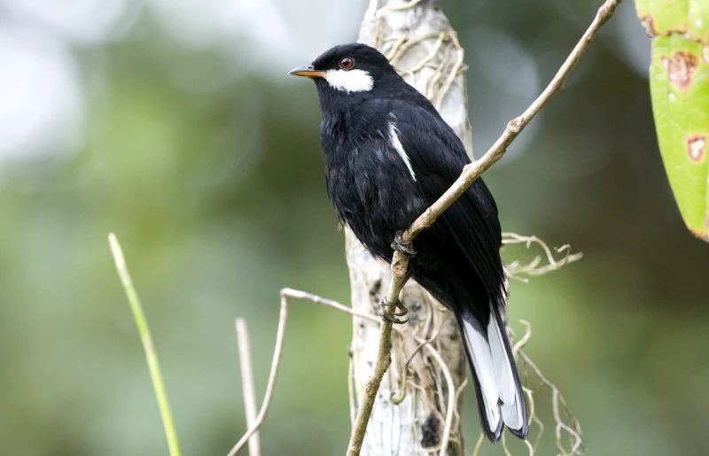 Black Solitaire | Animal Database | Fandom