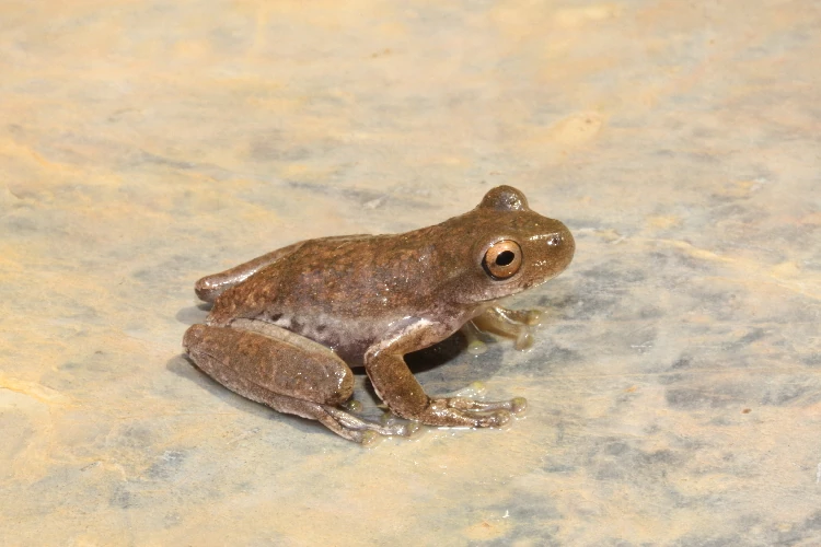 Schultze's Stream Frog | Animal Database | Fandom