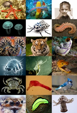 Category:Animalia | Animal Database | Fandom