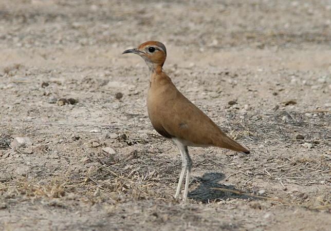 Burchell's Courser | Animal Database | Fandom