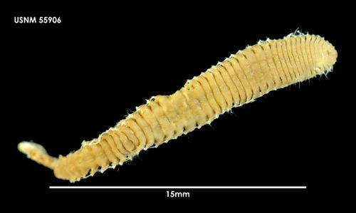 Paramphinome australis | Animal Database | Fandom