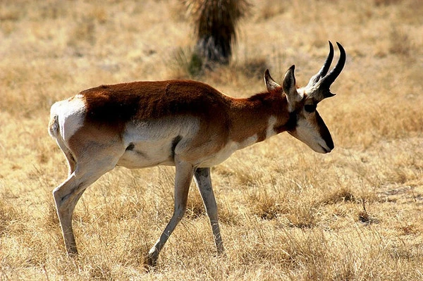 Mexican Pronghorn | Animal Database | Fandom