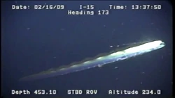 Regalecus | Animal Database | Fandom