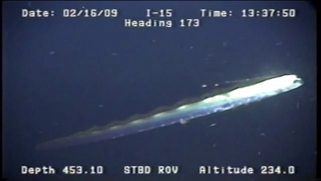 Regalecus | Animal Database | Fandom