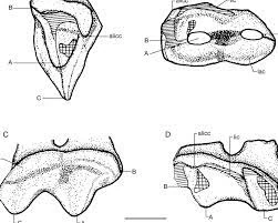 Indotherium | Animal Database | Fandom