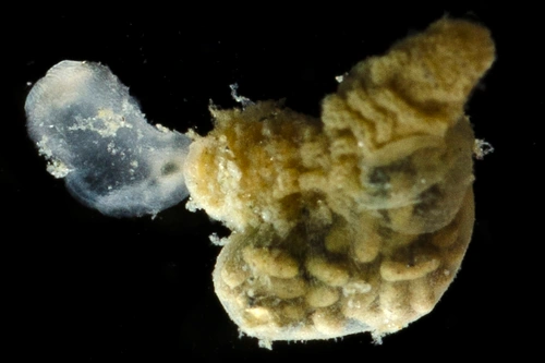 Echiurus echiurus ssp. alascanus | Animal Database | Fandom