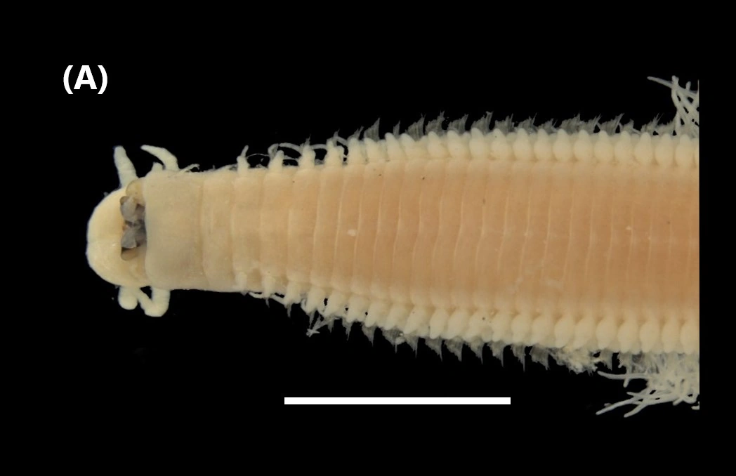 Marphysa angelensis | Animal Database | Fandom