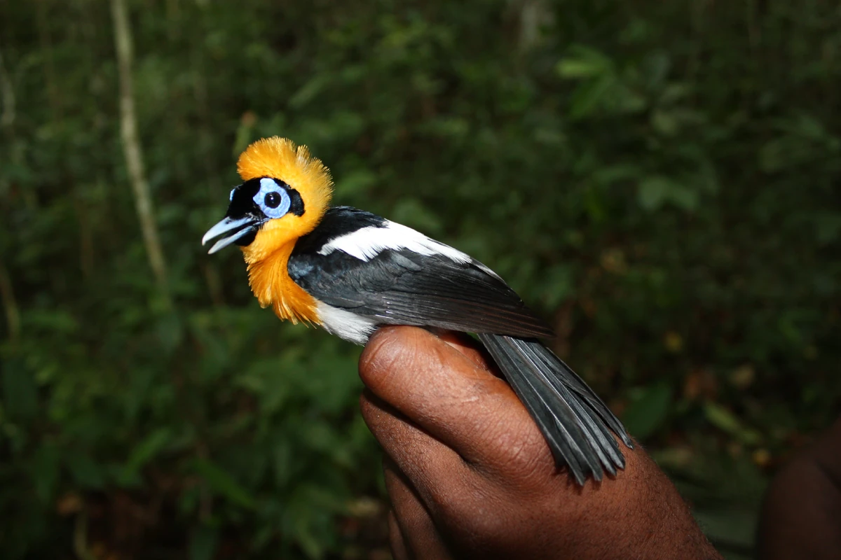 Ochre-collared Monarch | Animal Database | Fandom