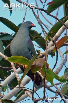 Pemba Green Pigeon | Animal Database | Fandom