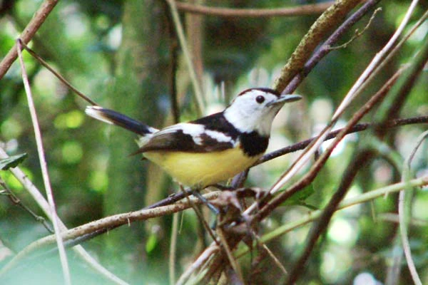 Buff-bellied Monarch | Animal Database | Fandom