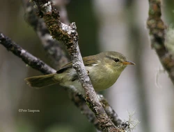 Cryptic Warbler | Animal Database | Fandom