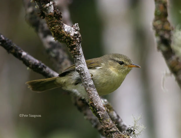 Cryptic Warbler | Animal Database | Fandom