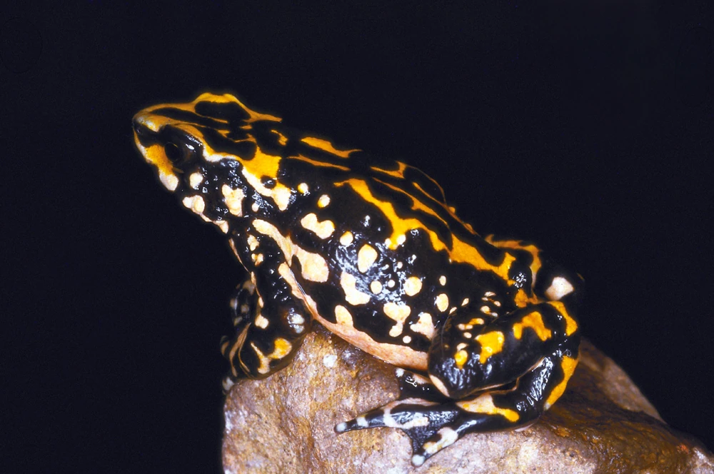 Atelopus petersi | Animal Database | Fandom