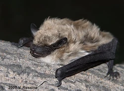 Eptesicus | Animal Database | Fandom