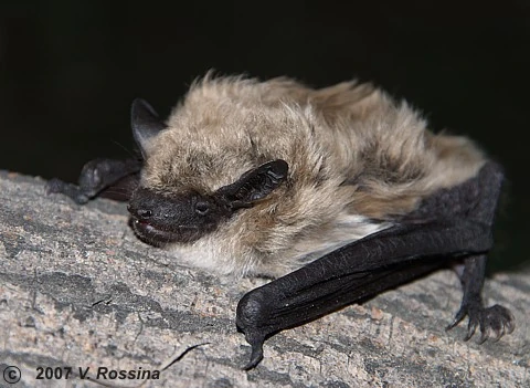 Eptesicus | Animal Database | Fandom