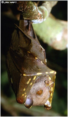 Nyctimene | Animal Database | Fandom