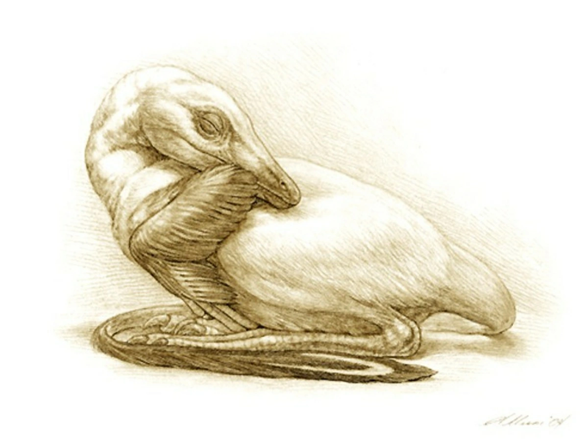 Mei Long | Animal Database | Fandom