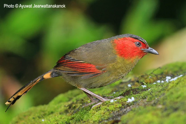 Scarlet-faced Liocichla | Animal Database | Fandom
