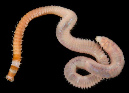 Lysidice ninetta | Animal Database | Fandom