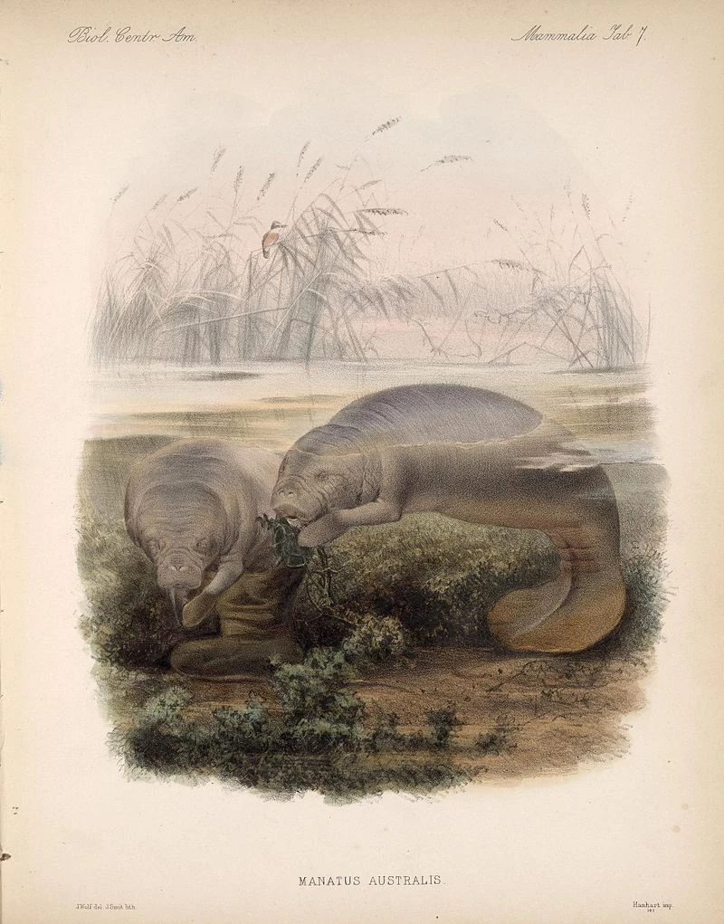 African manatee | Animal Database | Fandom