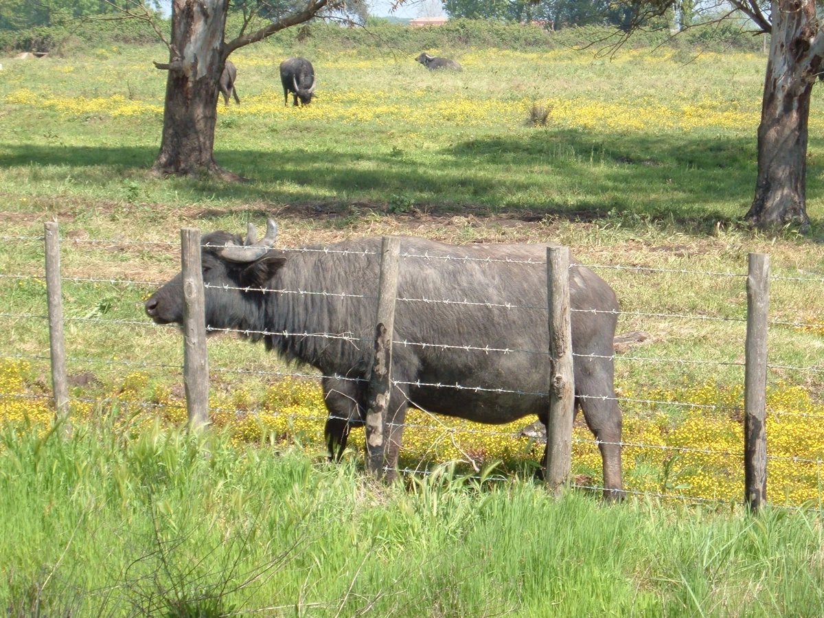 Italian Mediterranean Buffalo | Animal Database | Fandom