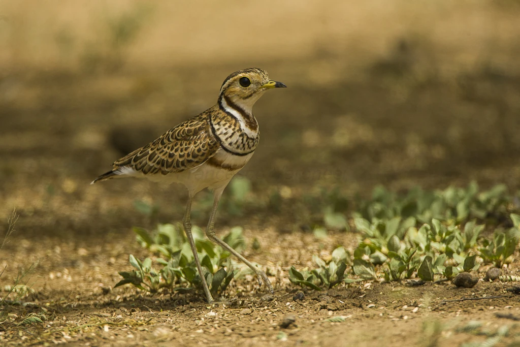 Three-banded Courser | Animal Database | Fandom