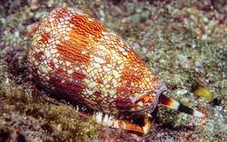 Geography Cone Snail | Animal Database | Fandom