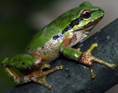 Pacific Tree Frog | Animal Database | Fandom