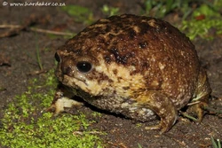 Cape Rain Frog | Animal Database | Fandom