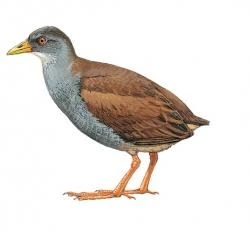 Colombian Crake | Animal Database | Fandom