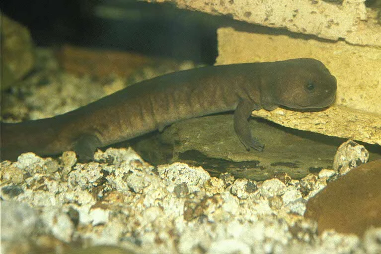 Shangcheng Stout Salamander | Animal Database | Fandom