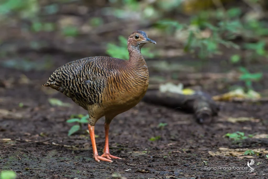 Tinamou | Animal Database | Fandom