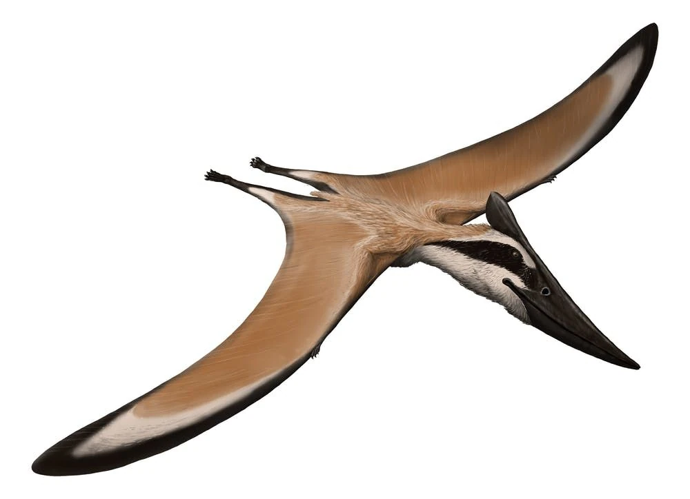 Alamodactylus | Animal Database | Fandom