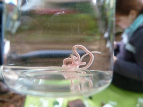 Haplotaxis gordioides | Animal Database | Fandom