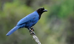 Azure Jay | Animal Database | Fandom