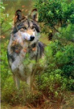 Texas Wolf | Animal Database | Fandom