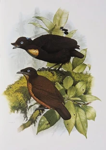 Eastern Parotia | Animal Database | Fandom