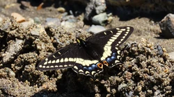 Indra Swallowtail | Animal Database | Fandom
