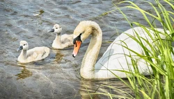 Mute Swan | Animal Database | Fandom