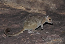 Monjon | Animal Database | Fandom