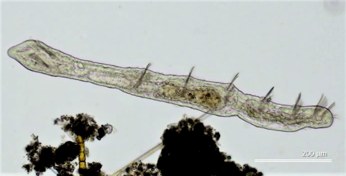 Chaetogaster diastrophus | Animal Database | Fandom