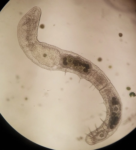 Chaetogaster langi | Animal Database | Fandom