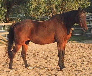 Anglo-Kabarda | Animal Database | Fandom