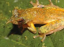 Pinocchio Frog | Animal Database | Fandom
